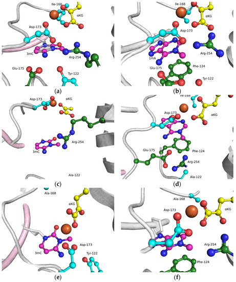 Individual Contributions of Amido Acid Residues Tyr122, Ile168, and ...