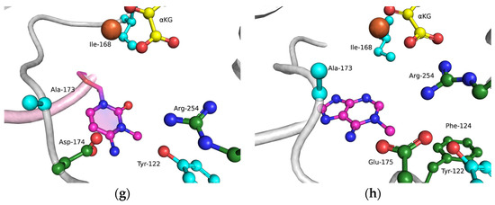 Individual Contributions of Amido Acid Residues Tyr122, Ile168, and ...