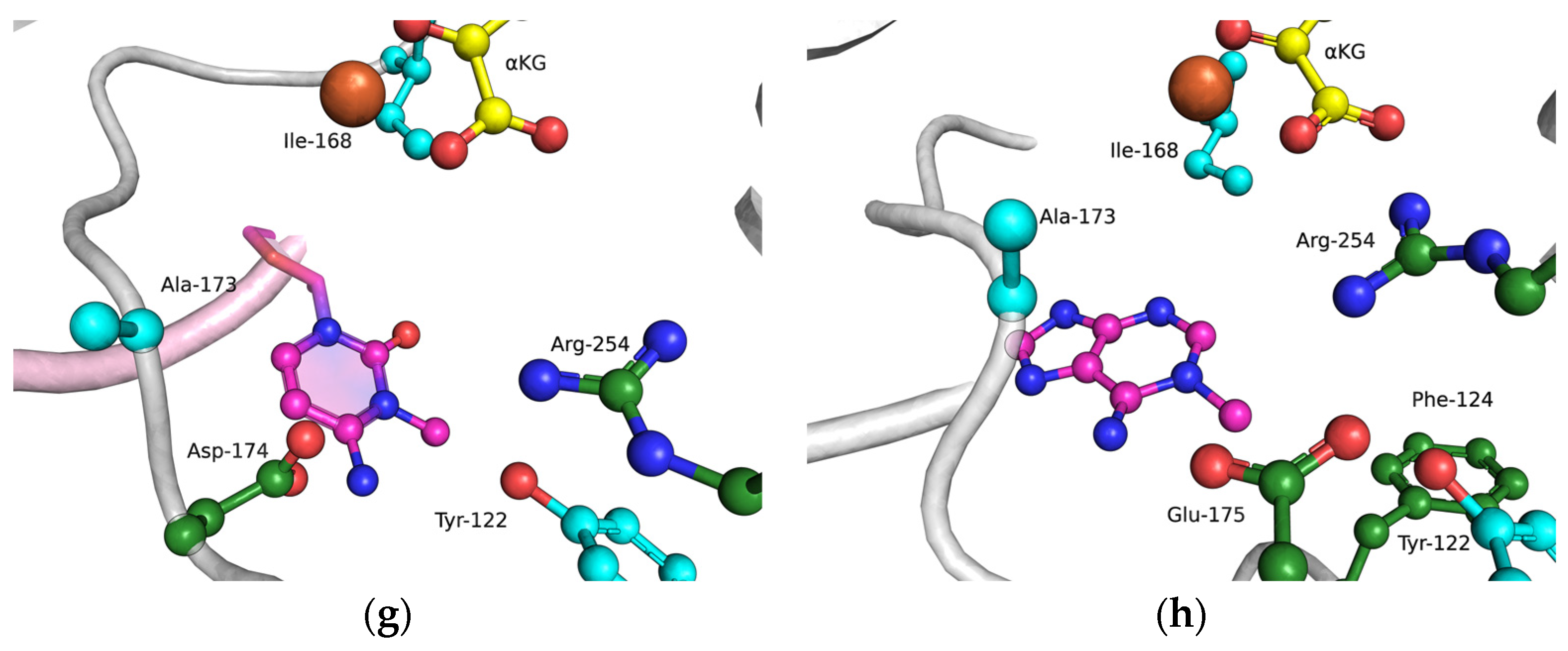 Individual Contributions of Amido Acid Residues Tyr122, Ile168, and ...