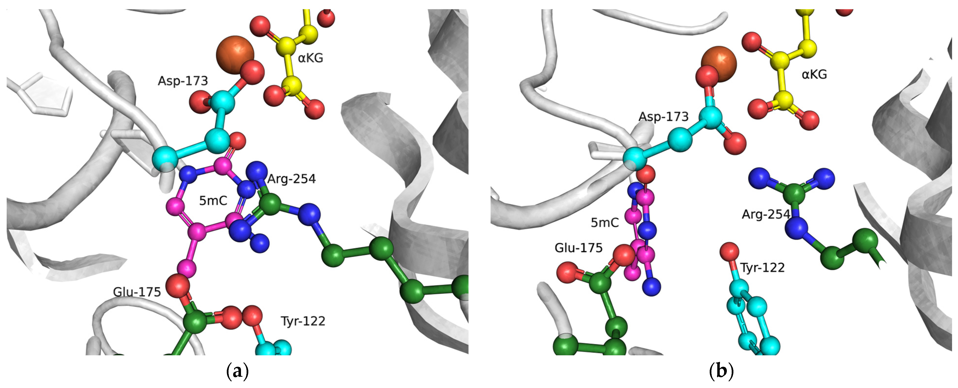 Individual Contributions of Amido Acid Residues Tyr122, Ile168, and ...