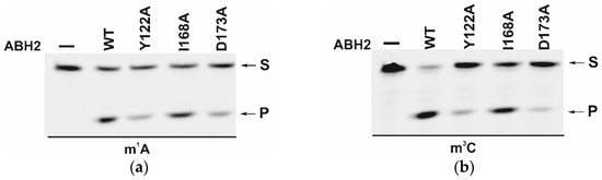 Individual Contributions of Amido Acid Residues Tyr122, Ile168, and ...