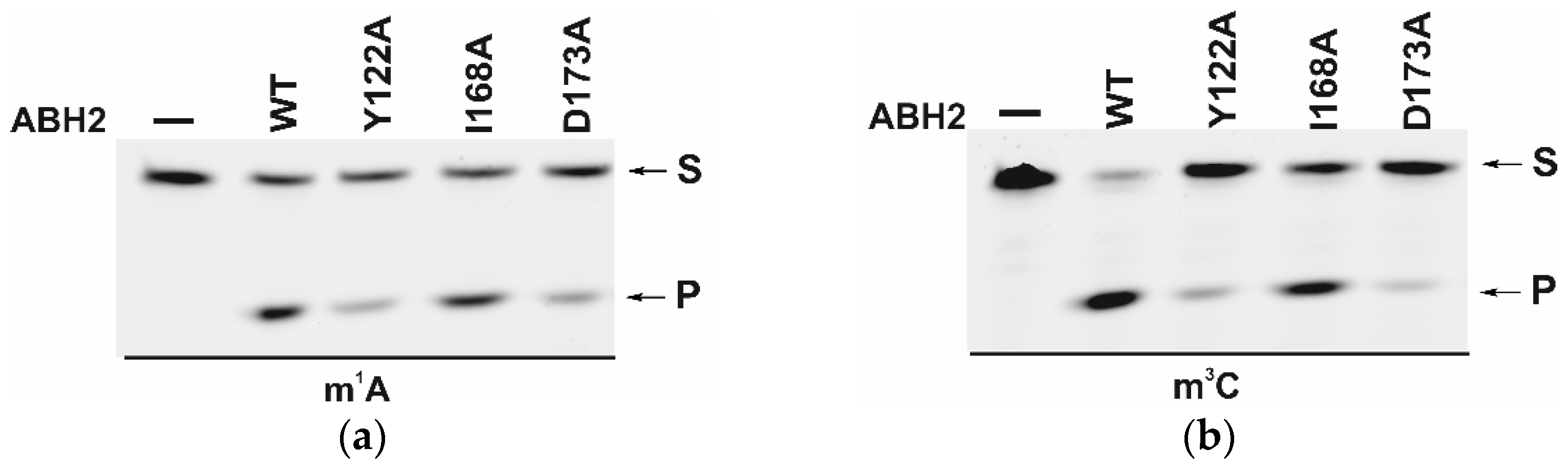 Cells | Free Full-Text | Individual Contributions of Amido Acid Residues Tyr122, Ile168, and ...