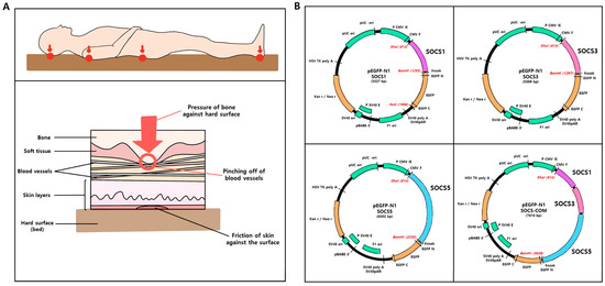 Therapeutic Effects and Underlying Mechanism of SOCS-com Gene ...