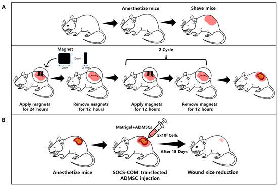 Therapeutic Effects and Underlying Mechanism of SOCS-com Gene ...