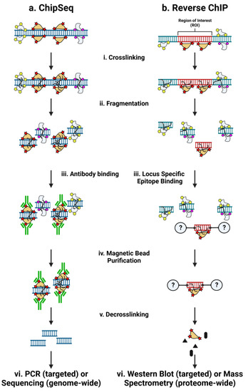 Reverse-ChIP Techniques for Identifying Locus-Specific Proteomes: A Key ...