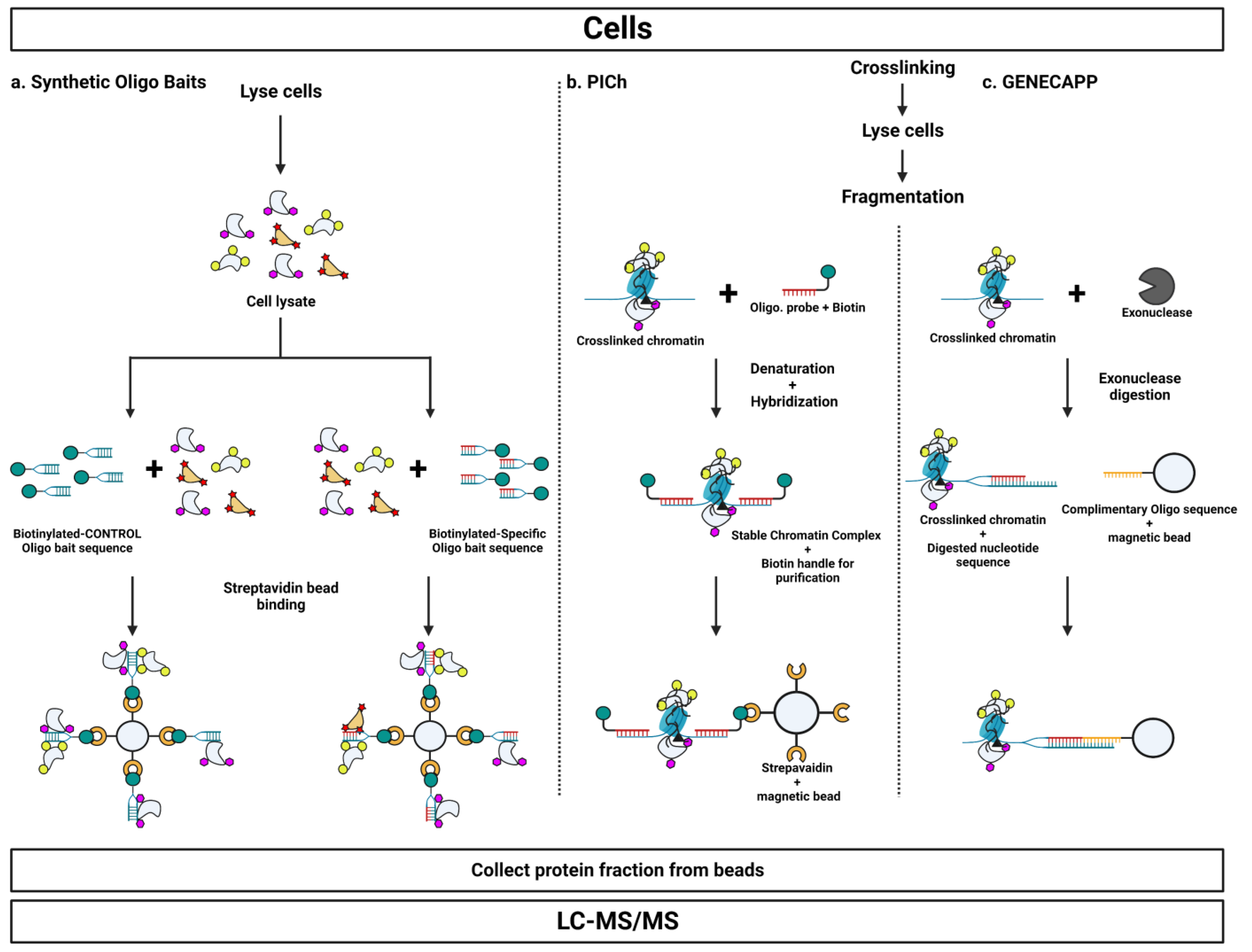 Reverse-ChIP Techniques for Identifying Locus-Specific Proteomes: A Key ...