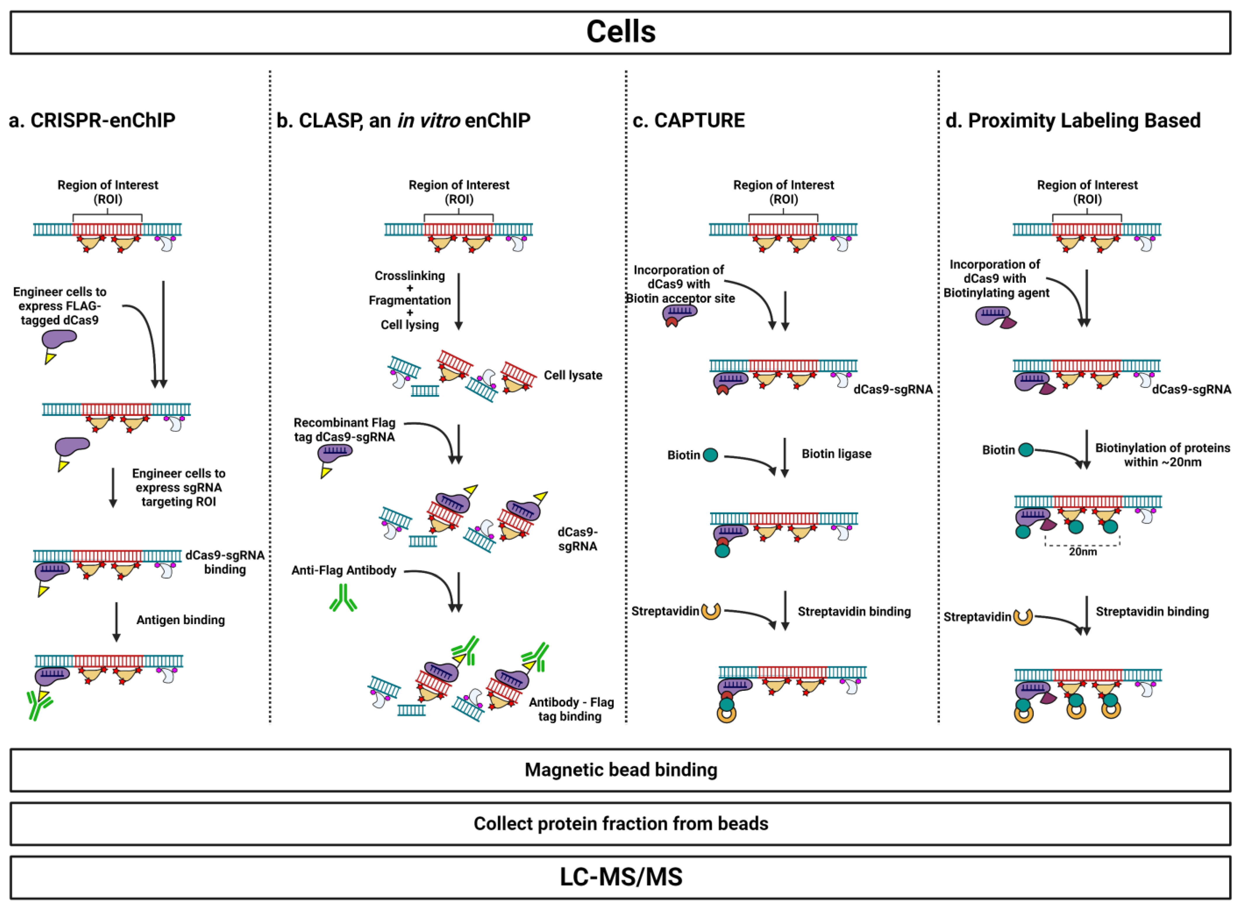 Reverse-ChIP Techniques for Identifying Locus-Specific Proteomes: A Key ...