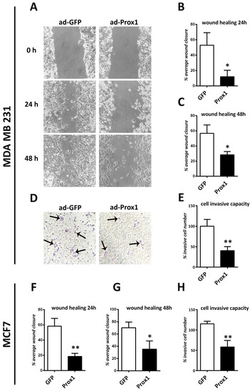 Prox1 Suppresses the Proliferation of Breast Cancer Cells via Direct ...