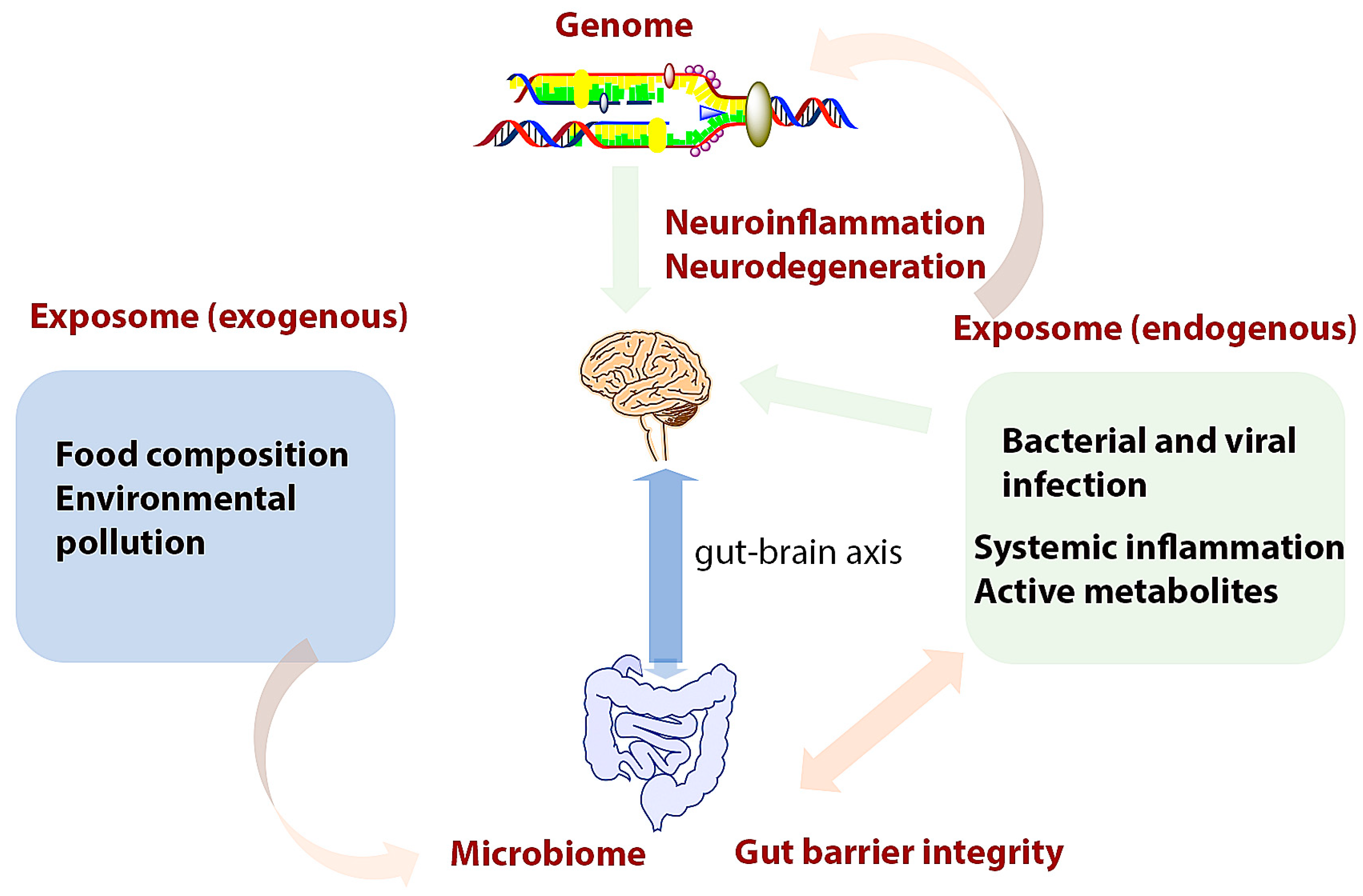 The Gut–Brain Axis as a Therapeutic Target in Multiple Sclerosis