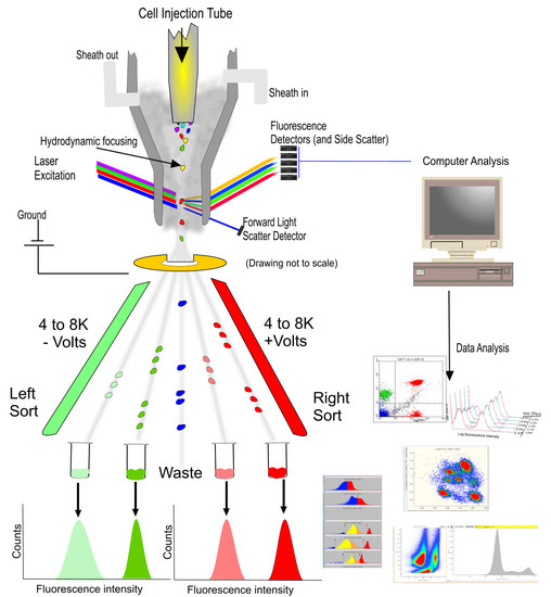 Flow Cytometry: The Next Revolution