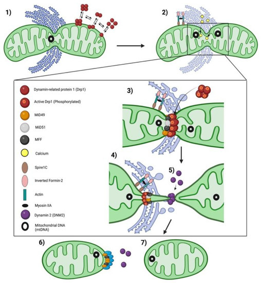 The Role of Mitochondrial Dynamics and Mitotic Fission in Regulating ...