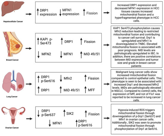 The Role of Mitochondrial Dynamics and Mitotic Fission in Regulating ...