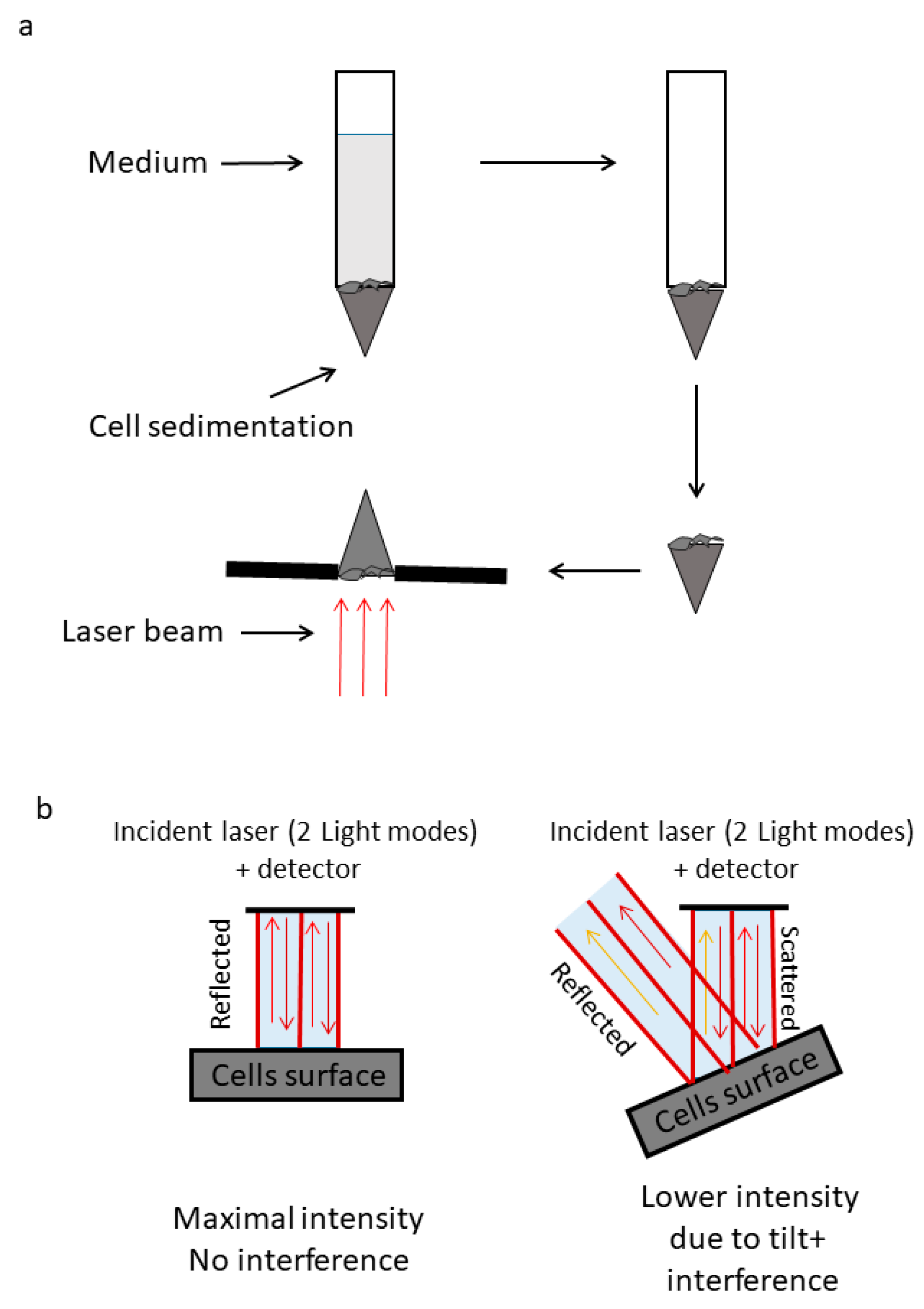 Cells | Free Full-Text | Cell Surface Vibrations Distinguish Malignant ...