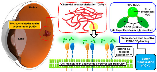FITC-Labeled RGD Peptides as Novel Contrast Agents for Functional ...