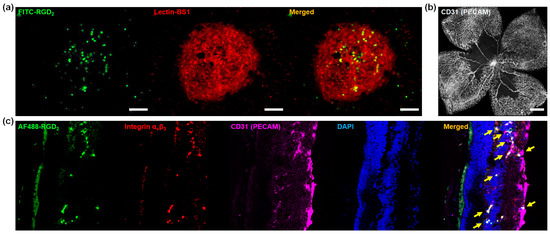 FITC-Labeled RGD Peptides as Novel Contrast Agents for Functional ...