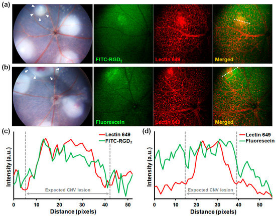 FITC-Labeled RGD Peptides as Novel Contrast Agents for Functional Fluorescent Angiographic ...