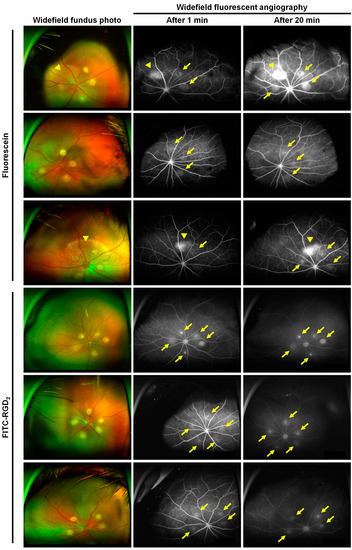 FITC-Labeled RGD Peptides as Novel Contrast Agents for Functional ...