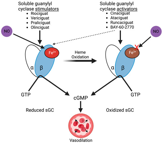 Targeting Soluble Guanylyl Cyclase during Ischemia and Reperfusion