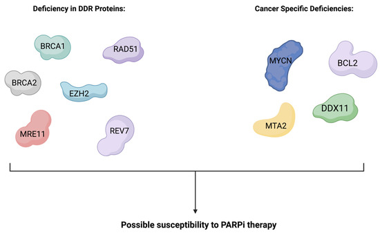 Unravelling the Role of PARP1 in Homeostasis and Tumorigenesis ...