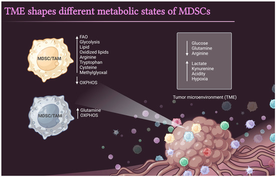 Myeloid-Derived Suppressor Cells (MDSCs) in Ovarian Cancer—Looking Back ...