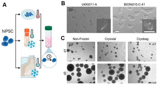 Application-Oriented Bulk Cryopreservation of Human iPSCs in Cryo Bags ...
