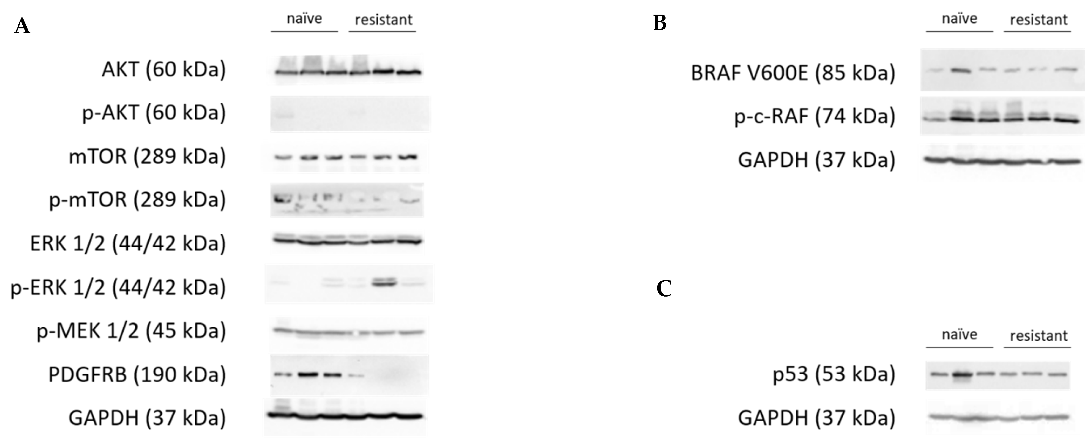 Evolving Acquired Vemurafenib Resistance in a BRAF V600E Mutant ...