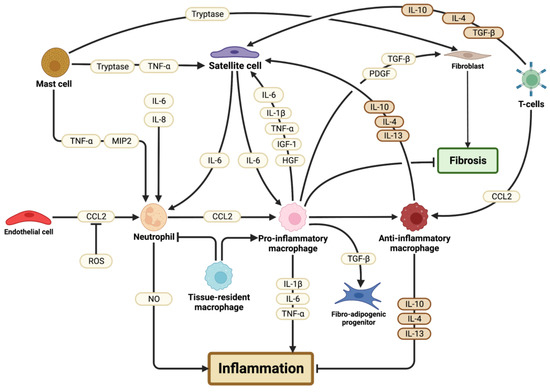 The Role of Supporting Cell Populations in Satellite Cell Mediated ...