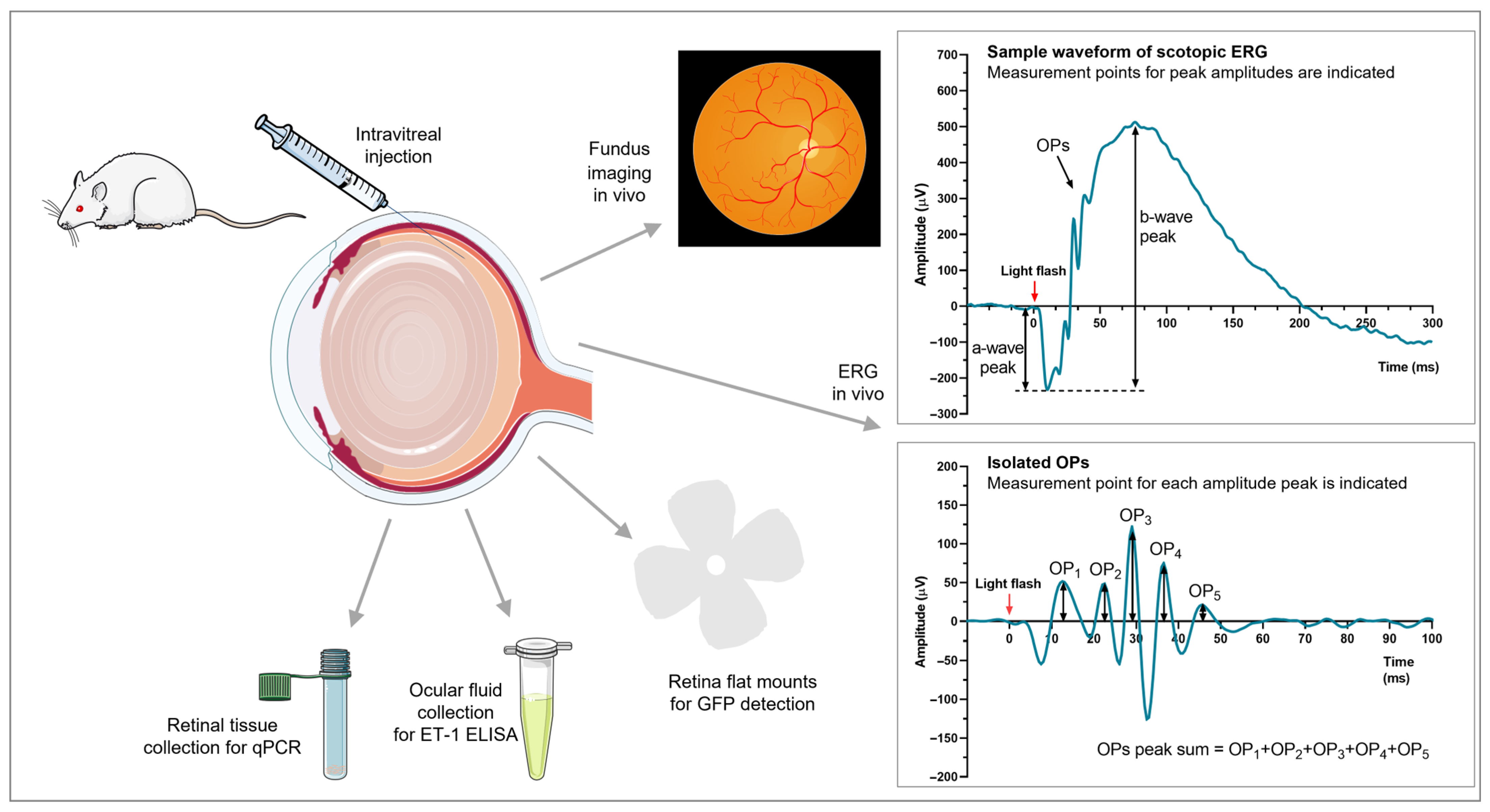 Cells | Free Full-Text | Intraocular Adeno-Associated Virus-Mediated ...