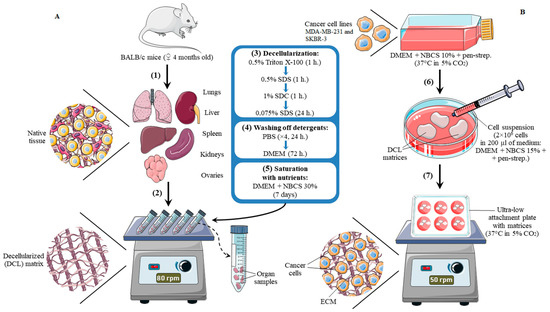 Breast Cancer Cell Type and Biomechanical Properties of Decellularized ...