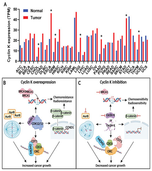 Coming of Age: Targeting Cyclin K in Cancers