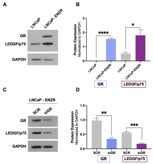 Glucocorticoid Receptor Regulates and Interacts with LEDGF/p75 to ...