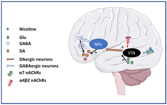 Nicotinic Acetylcholine Receptor Dysfunction in Addiction and in Some ...