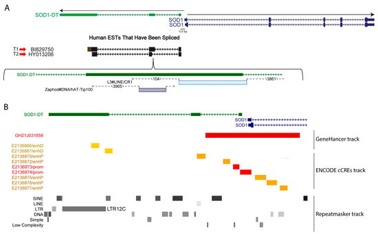 Characterization of SOD1-DT, a Divergent Long Non-Coding RNA in the Locus of the SOD1 Human Gene