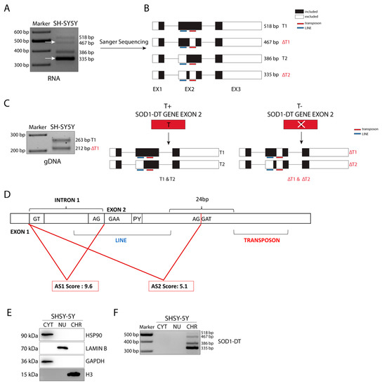 Characterization of SOD1-DT, a Divergent Long Non-Coding RNA in the ...