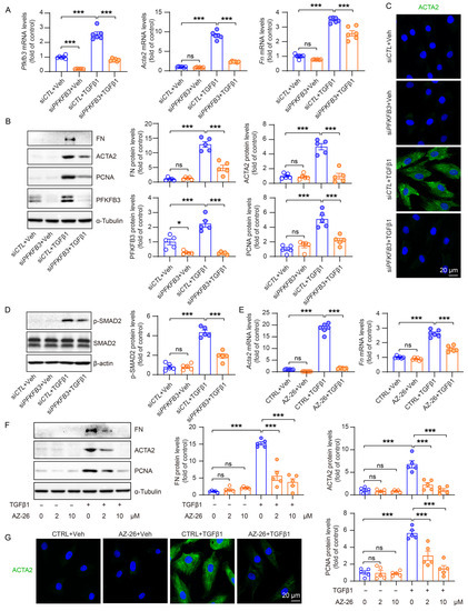 PFKFB3-Mediated Glycolysis Boosts Fibroblast Activation and Subsequent ...