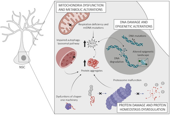 Cells | Free Full-Text | From Youthful Vigor to Aging Decline ...
