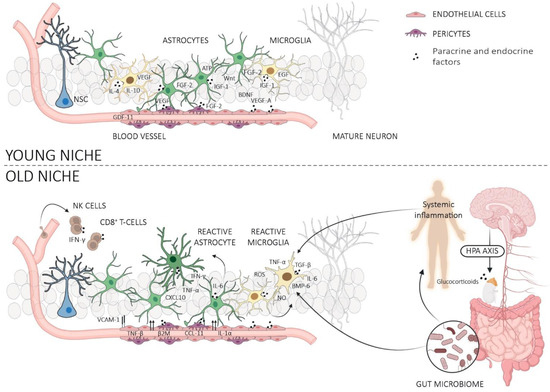 Cells | Free Full-Text | From Youthful Vigor to Aging Decline ...