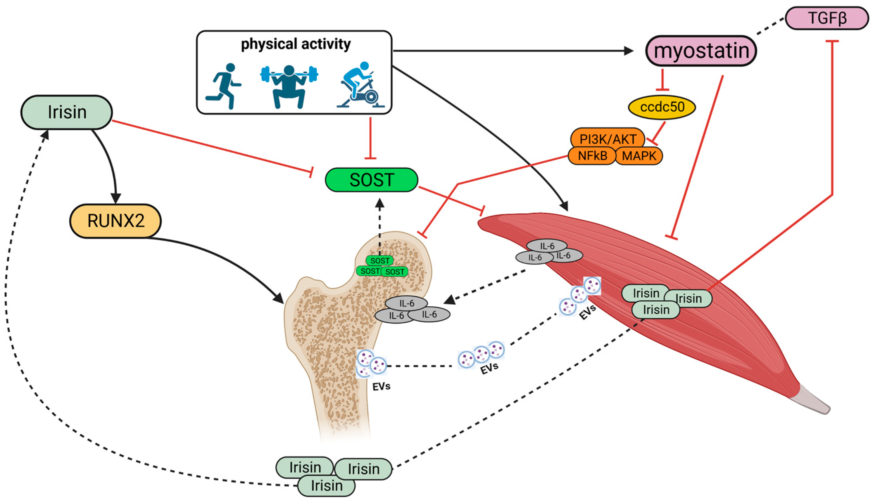 Crosstalk between Bone and Muscles during Physical Activity