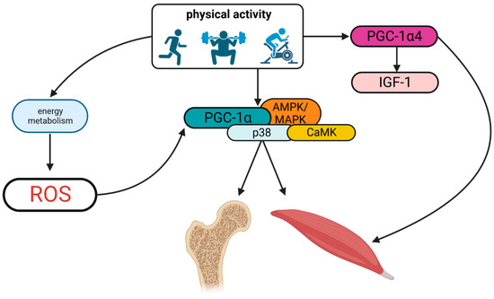 Crosstalk between Bone and Muscles during Physical Activity