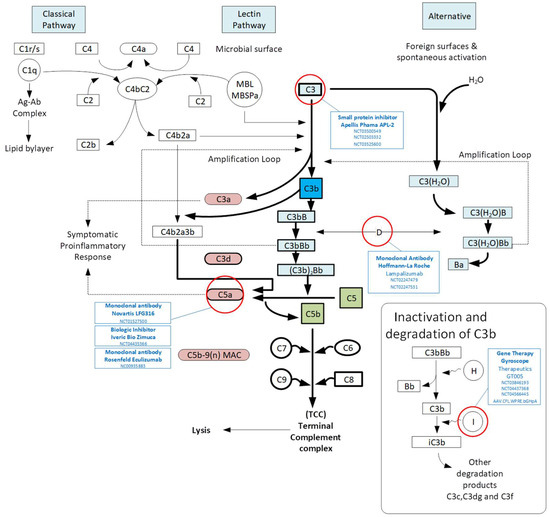 Cells | Free Full-Text | The Role of Inflammation in Age-Related ...