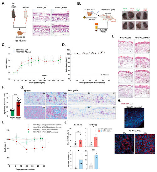 Skin-Grafting and Dendritic Cell “Boosted” Humanized Mouse Models Allow ...