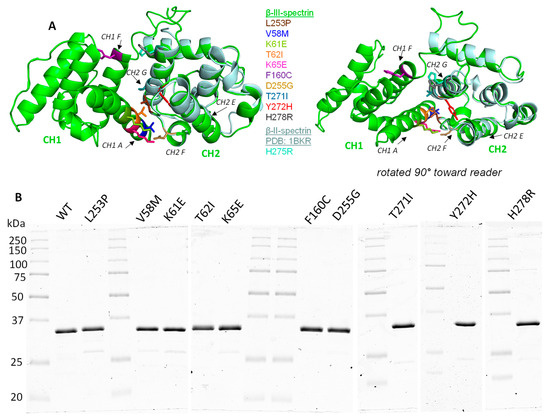 Cells | Free Full-Text | Increased Actin Binding Is a Shared Molecular ...
