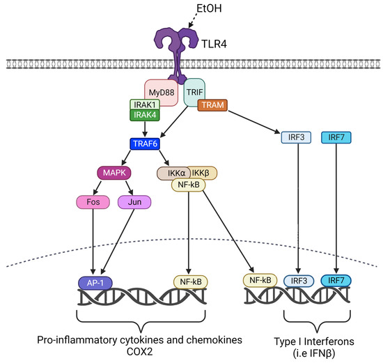 Ethanol Induces Neuroinflammation in a Chronic Plus Binge Mouse Model ...