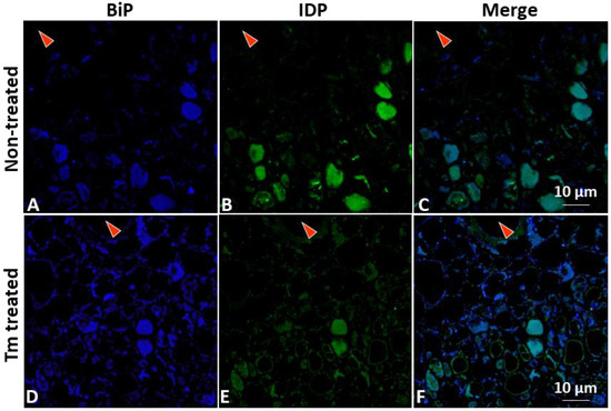 The Endoplasmic Reticulum Is a Key Battleground between Phytoplasma ...