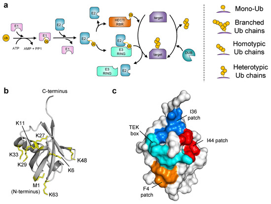 Ubiquitin Engineering for Interrogating the Ubiquitin–Proteasome System ...