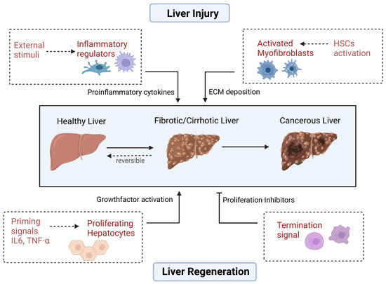 Liver Injury and Regeneration: Current Understanding, New Approaches ...