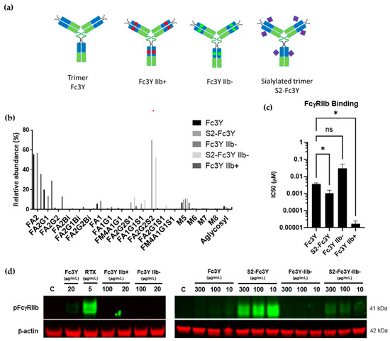 Inhibitory Fc-Gamma IIb Receptor Signaling Induced by Multivalent IgG ...