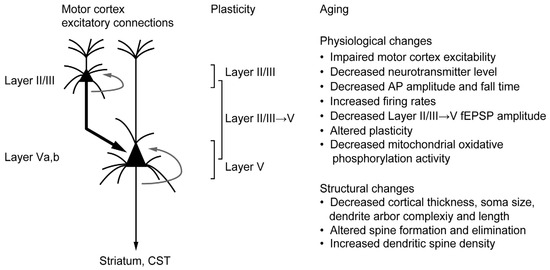 Neuronal Plasticity and Age-Related Functional Decline in the Motor Cortex