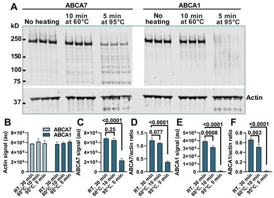 Down-Regulation of ABCA7 in Human Microglia, Astrocyte and THP-1 Cell ...