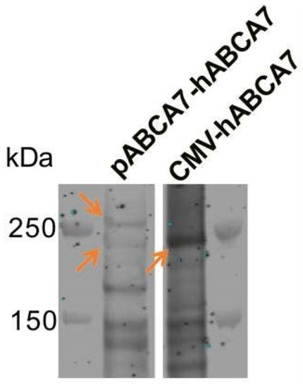 Down-Regulation of ABCA7 in Human Microglia, Astrocyte and THP-1 Cell ...